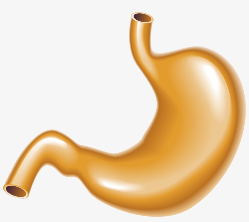 Stomach Large Intestine Human Body - Stomach 3d Png PNG Image ...