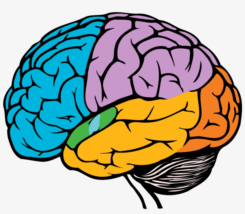 Parts Of The Brain Png Easy Simple Brain Drawing PNG Image Parts Of The Brain Png Easy Simple Brain Drawing PNG Image