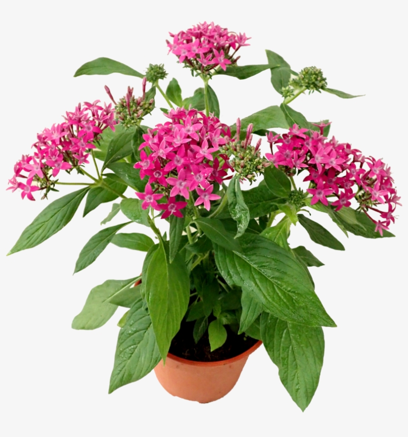 Cockscomb PNG Image | Transparent PNG Free Download on SeekPNG