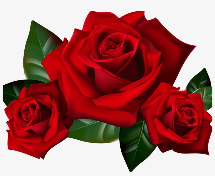 Transparent Background Roses Png Transparent PNG Image | Transparent ...