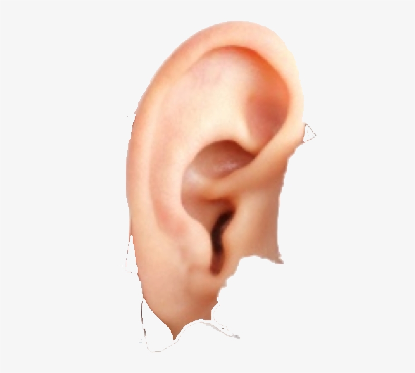 Ear Free Download Png - Ear PNG Image | Transparent PNG Free Download ...