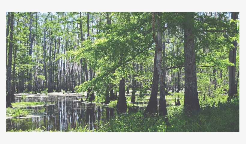Nj Dismal Swamp - Summer Swamp PNG Image | Transparent PNG Free ...