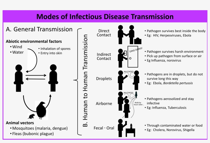 An Introduction To Infectious Disease - Direct And Indirect Infection ...