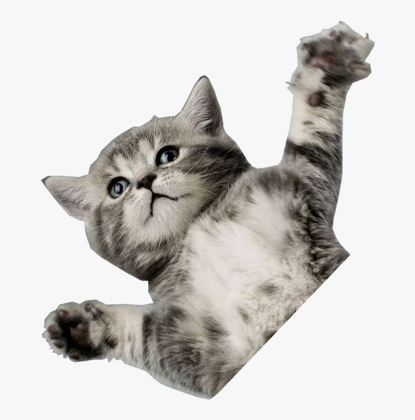 Flying Cat Png - One Ball Jay Flying Cat Stomp Pad PNG Image ...