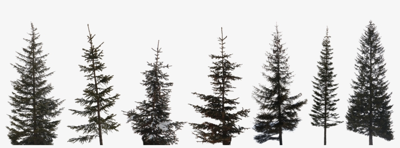 Tree Collection 2k 0 - Pine Trees High Res PNG Image | Transparent PNG ...