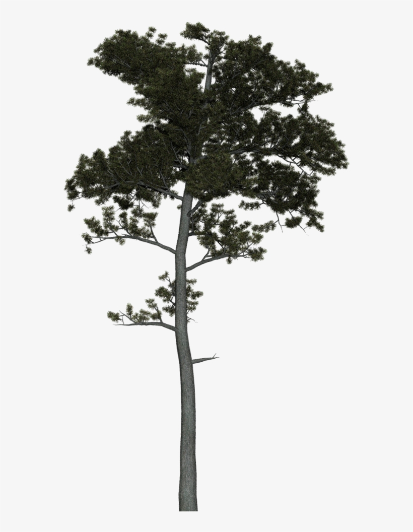 Pine Tree Tweak 1 - Pinetreepng PNG Image | Transparent PNG Free ...