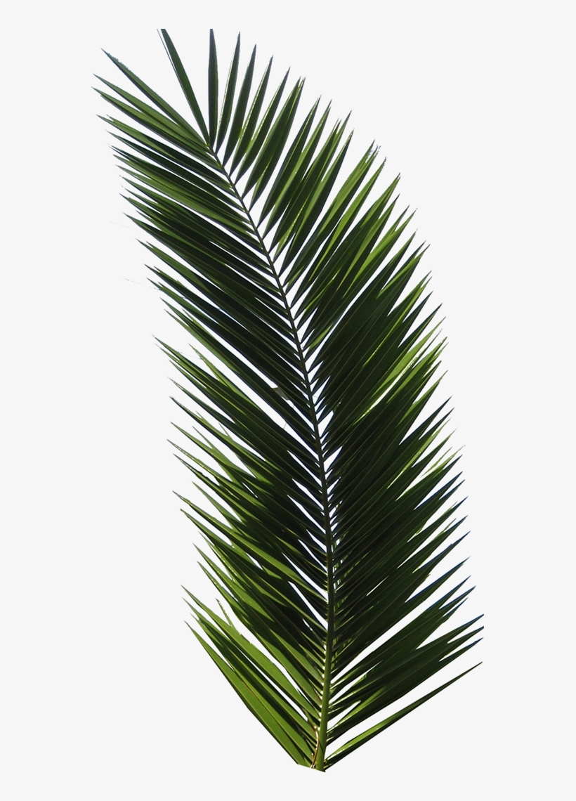 T Shirt Design Tropical PNG Image | Transparent PNG Free Download on ...