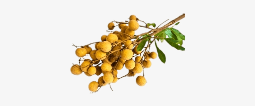 Branch Of Longan - Longan PNG Image | Transparent PNG Free Download on ...