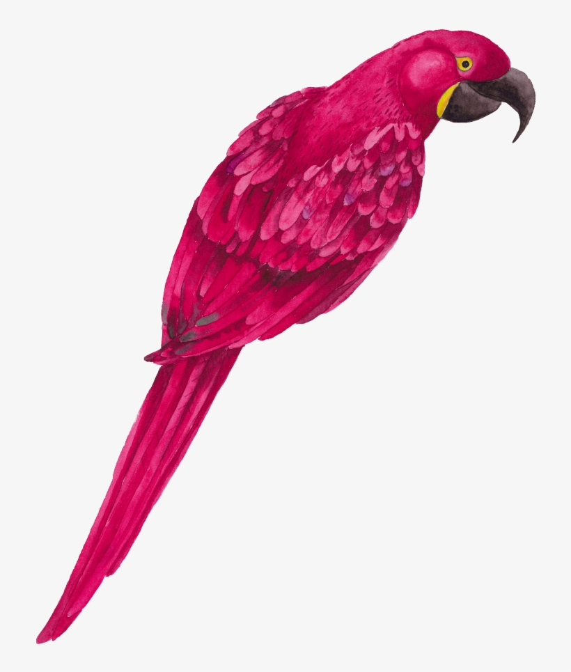 Pink Parrot Bird
