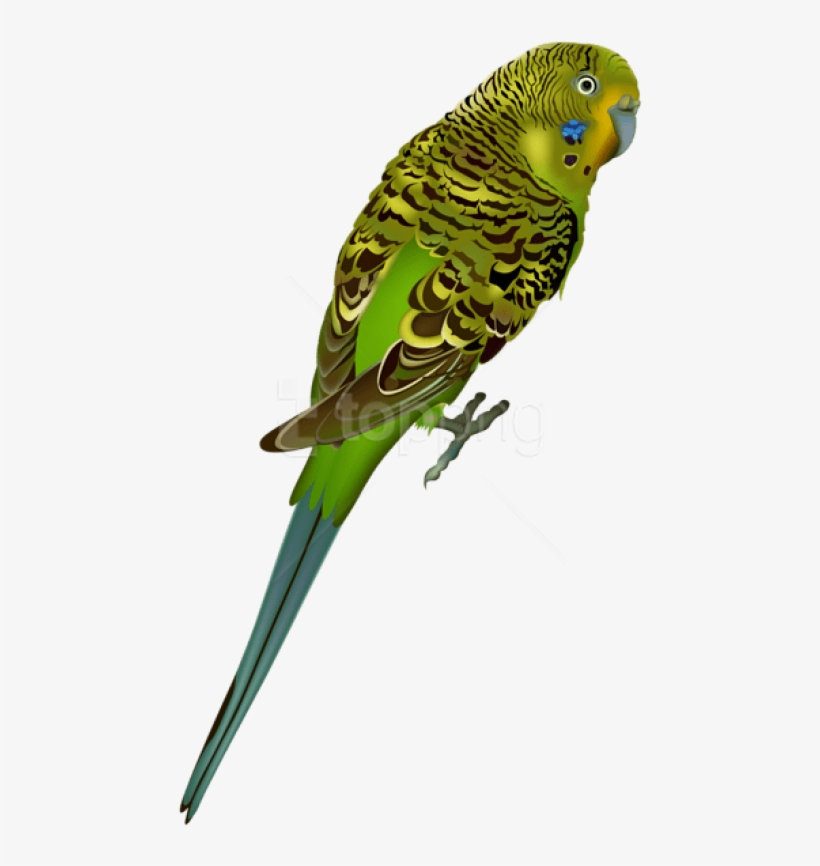 Free Png Download Budgie Bird Png Images Background - Parakeet ...