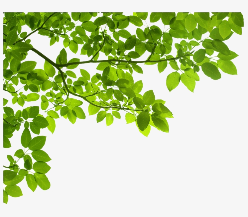 Download Gallery - Transparent Green Leaf Border Png | Transparent PNG ...
