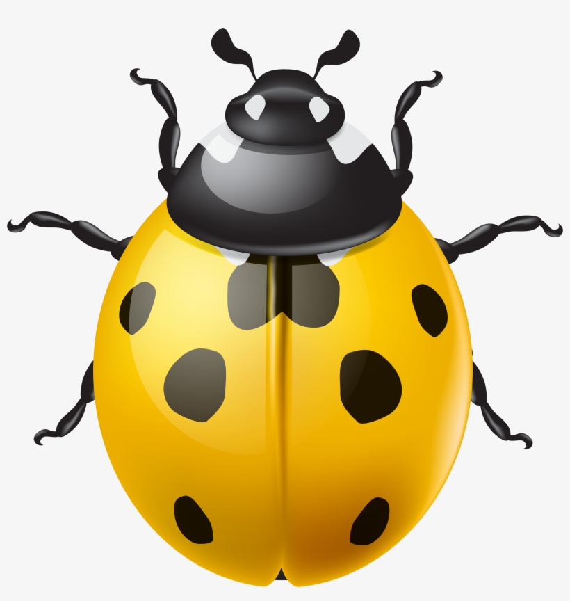 Download Yellow Ladybird Png Clip Art | Transparent PNG Download | SeekPNG