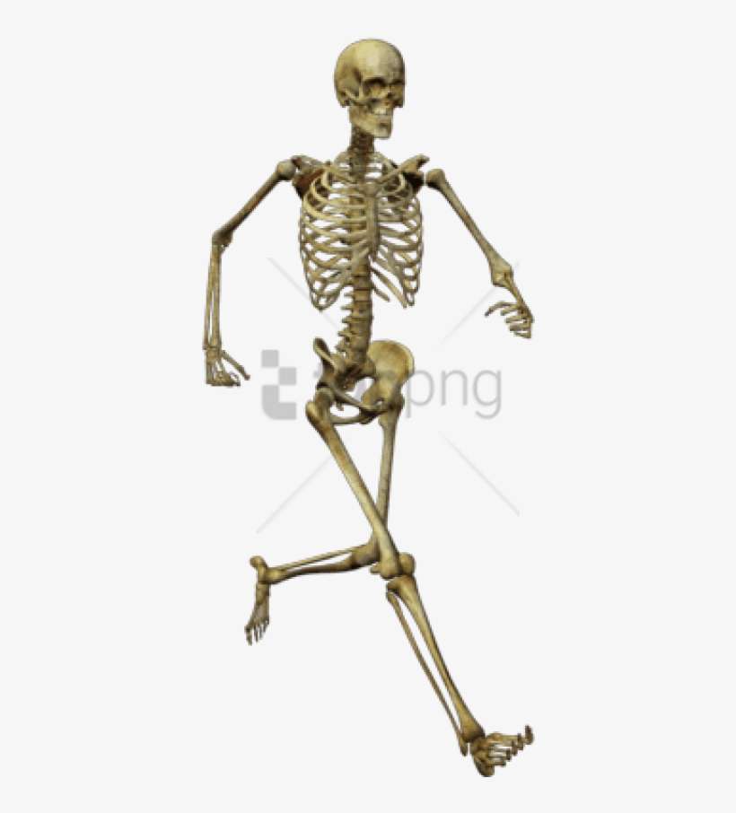Free Png Download Running Skeleton Png Images Background - Skeletons ...