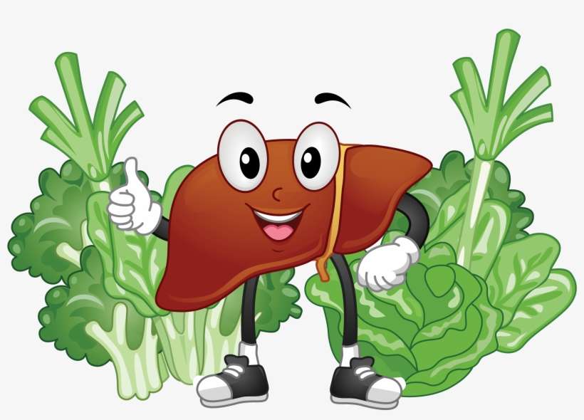Download Healthy Liver Animation | Transparent PNG Download | SeekPNG