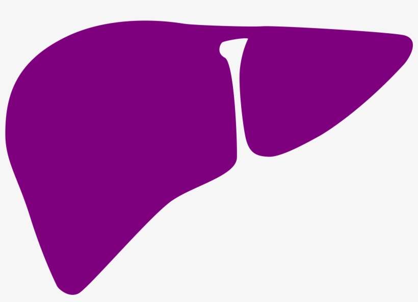 Download Liver Clipart - Purple Liver | Transparent PNG Download | SeekPNG