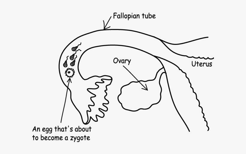 Fertilised Egg In Fallopian Tube - Zygote Fertilization In Fallopian ...