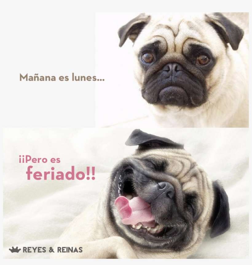 Non Working Monday Happy Dog / Este Pug El Lunes No - Valentines Day ...