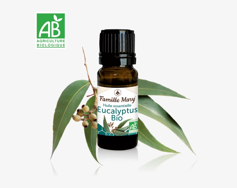 Huile Essentielle Eucalyptus Bio - Essential Oil PNG Image ...