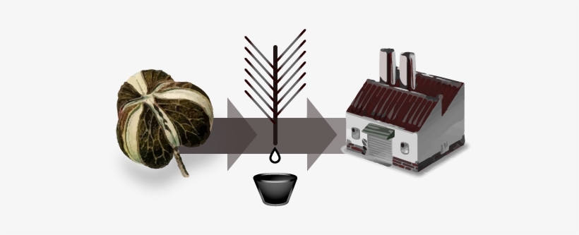 Rubber Tree In The State Of São Paulo - Hevea Brasiliensis PNG Image ...