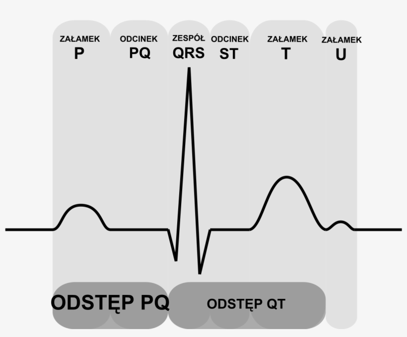Svg Qt PNG Image | Transparent PNG Free Download on SeekPNG