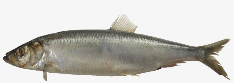 Fish Png - Giant Fish No Background PNG Image | Transparent PNG Free ...