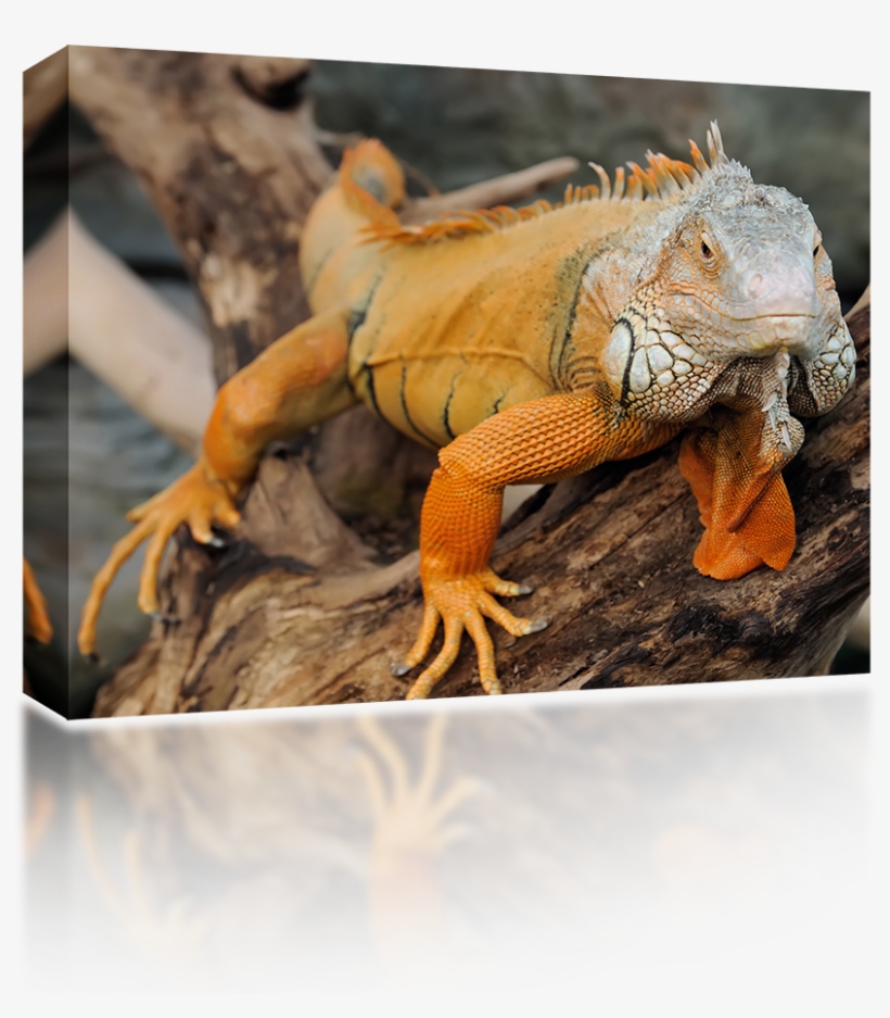 Green Iguana PNG Image | Transparent PNG Free Download on SeekPNG
