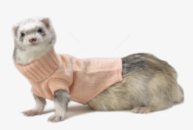 Download Free Png Ferret Png Images Transparent - Cute Ferrets In ...