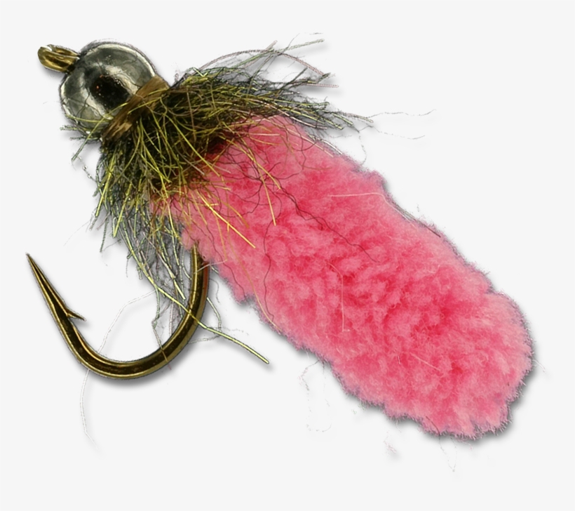 Mop Fly - Insect PNG Image | Transparent PNG Free Download on SeekPNG