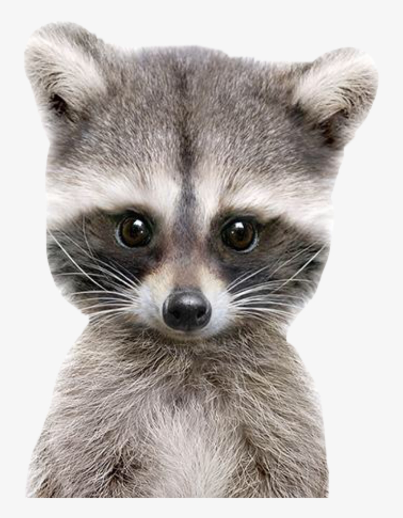 Download Racoon Sticker - Racoon Good Morning | Transparent PNG ...