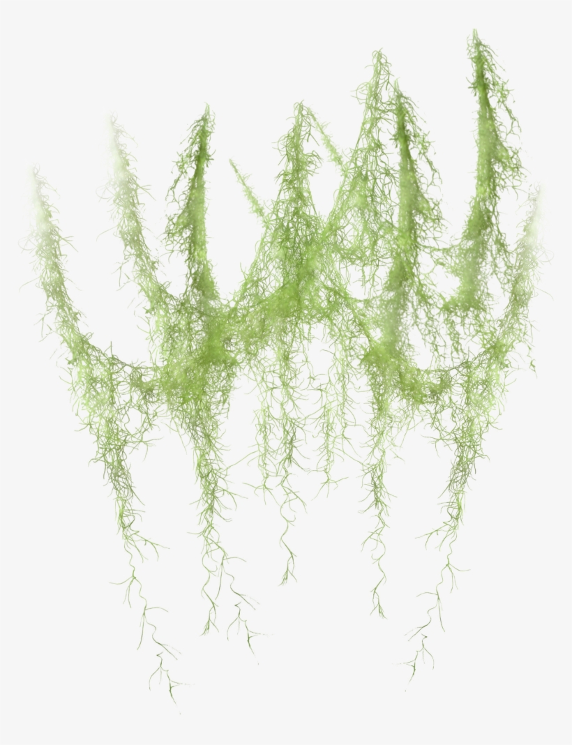 Hanging Moss Texture