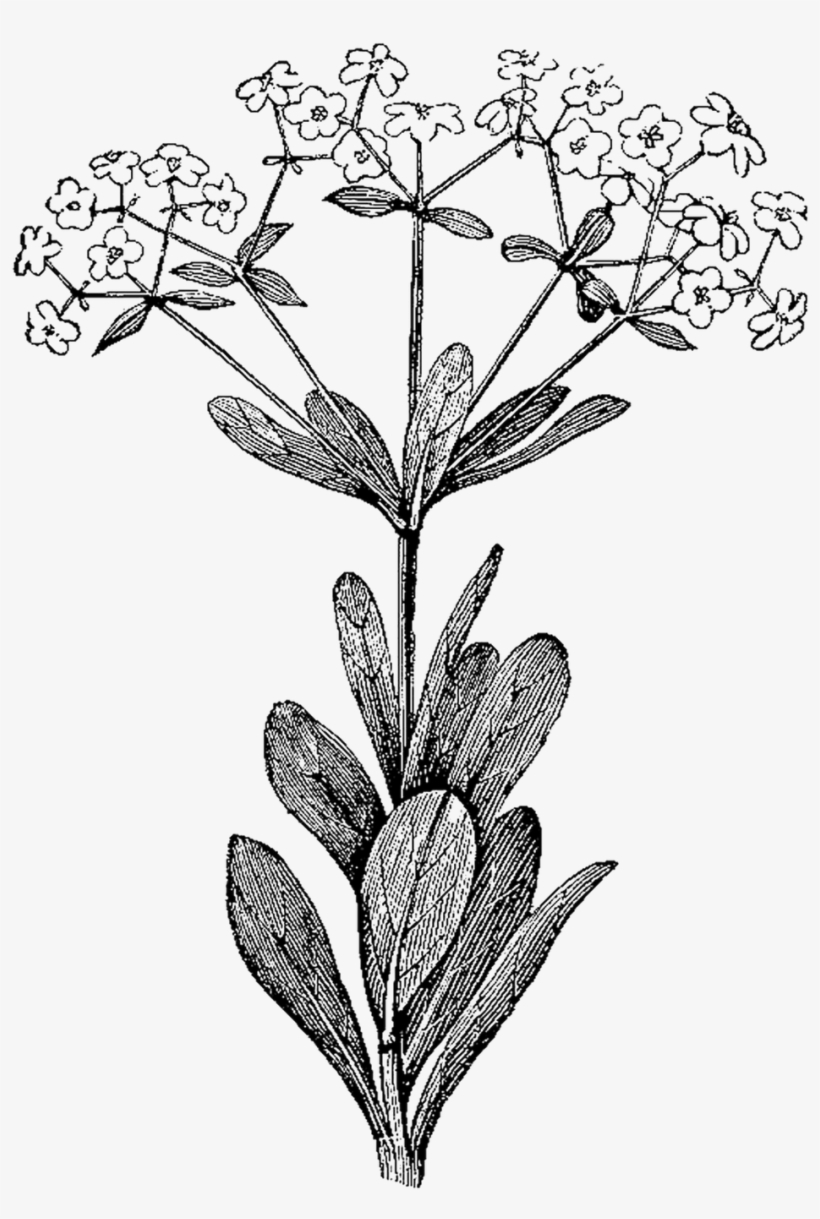 Botanical Illustration Botany Illustration - Black And White Botanical ...