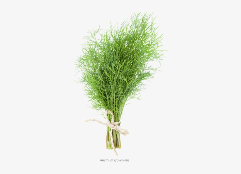 Dill - Vegetable PNG Image | Transparent PNG Free Download on SeekPNG