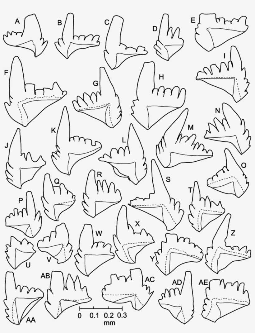 Camera Lucida Drawings Of P Elements Of Microzarkodina - Drawing PNG ...