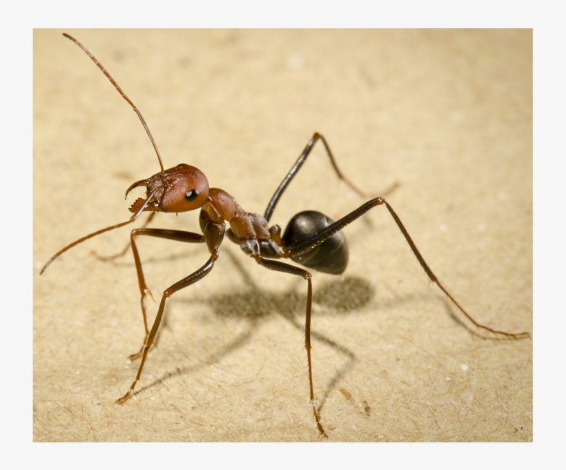 Able Navigators How Desert Ants Know Which - Fourmi PNG Image ...