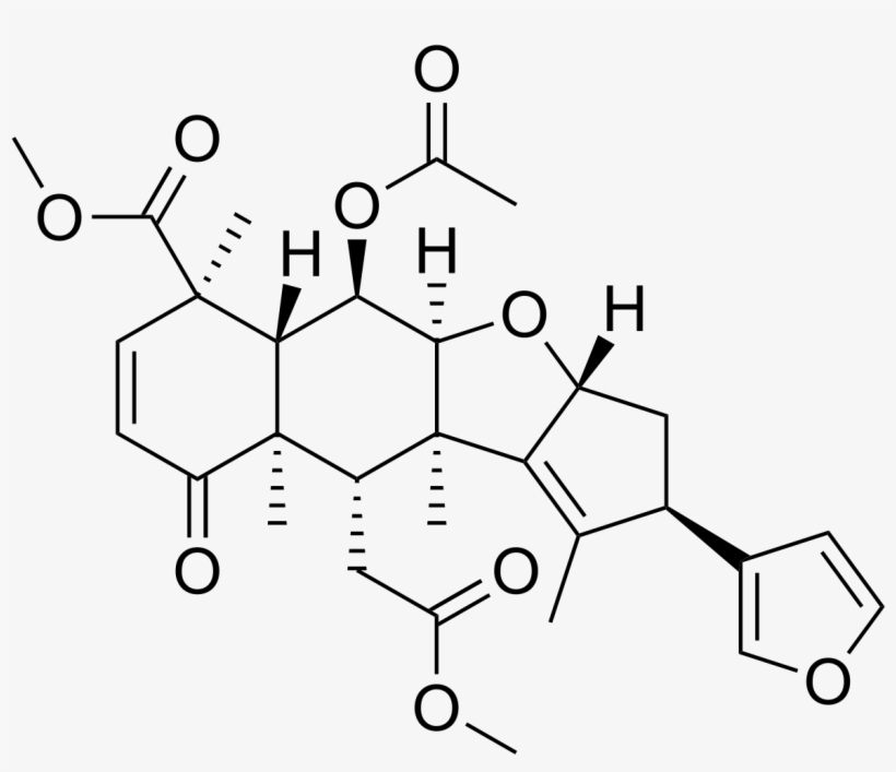 Nimbin - Diagram PNG Image | Transparent PNG Free Download on SeekPNG
