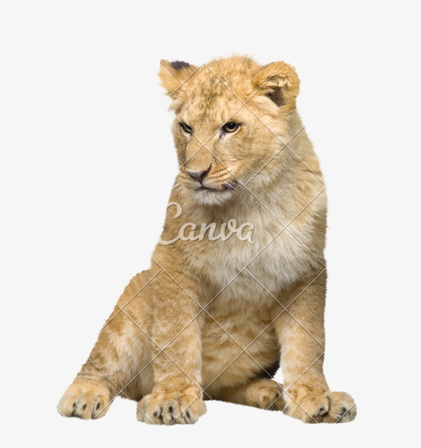 Download Lion Cub Png | Transparent PNG Download | SeekPNG