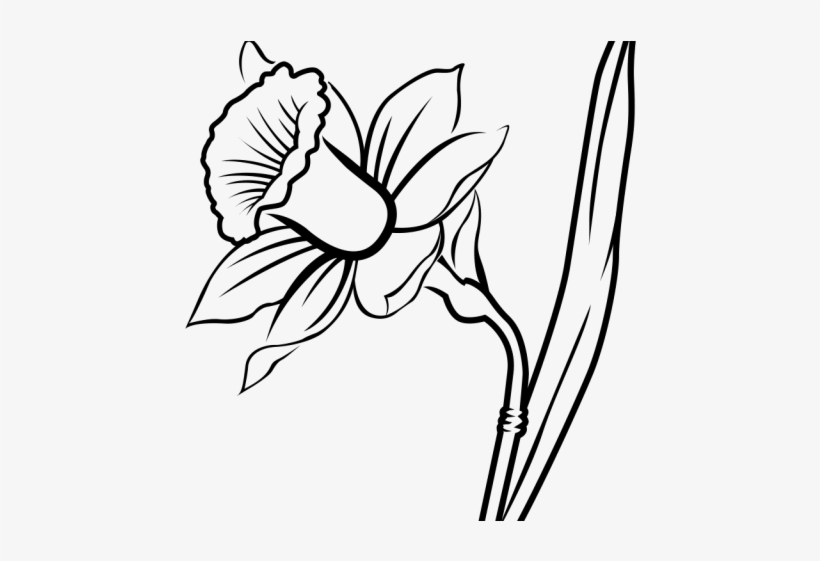 Drawn Daffodil Basic - Daffodil Png Draw PNG Image | Transparent PNG ...