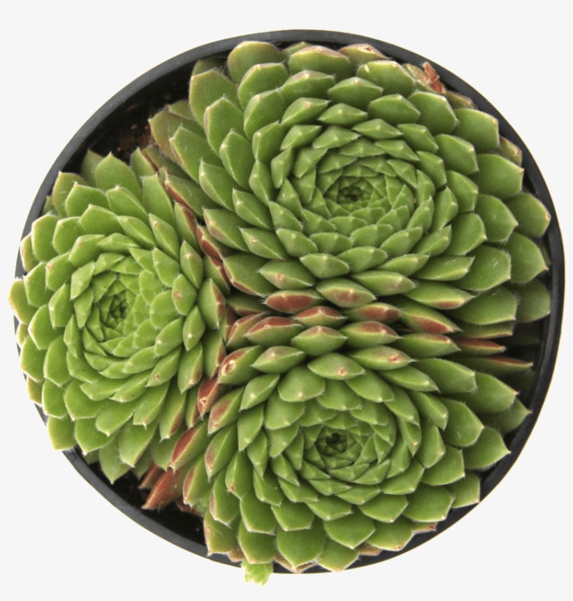 White Mexican Rose PNG Image | Transparent PNG Free Download on SeekPNG