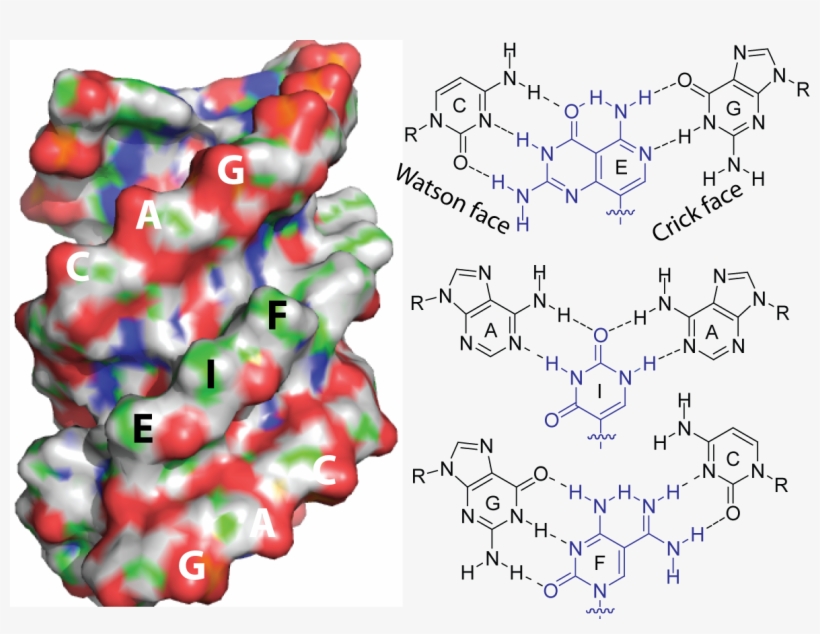 Chemistry At Cmu - Danith Ly PNG Image | Transparent PNG Free Download on SeekPNG