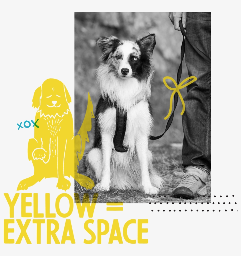 The Yellow Dog Project At Rchs - Chinese Crested Dog PNG Image ...