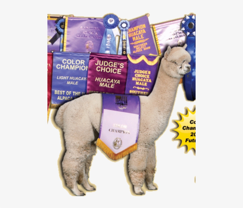 Bragging Rights - Arabian Camel PNG Image | Transparent PNG Free ...