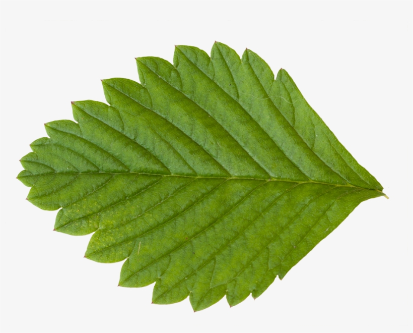 Vegetation Strawberry 01 - Strawberry Leaf Texture PNG Image ...