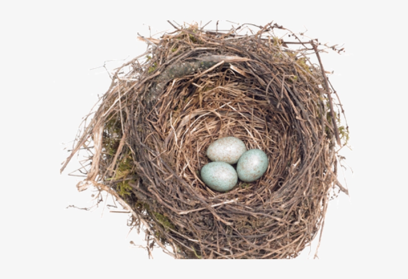 Nest PNG Image | Transparent PNG Free Download on SeekPNG