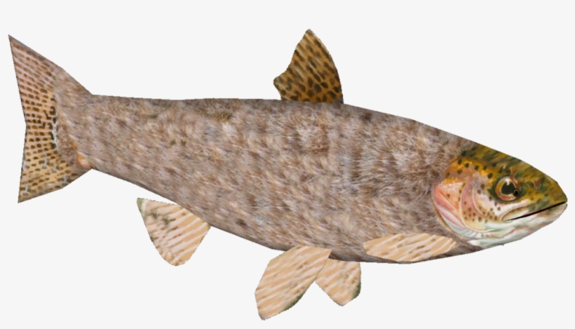 Furry Trout - Rainbow Trout PNG Image | Transparent PNG Free Download ...