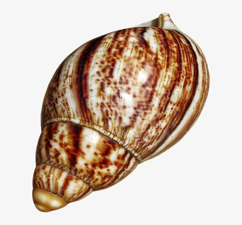 Snail Shell Png PNG Image | Transparent PNG Free Download on SeekPNG