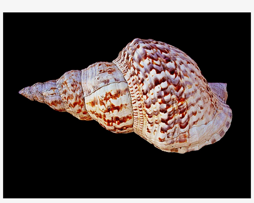 Shell, Free Pngs - Portable Network Graphics PNG Image | Transparent ...