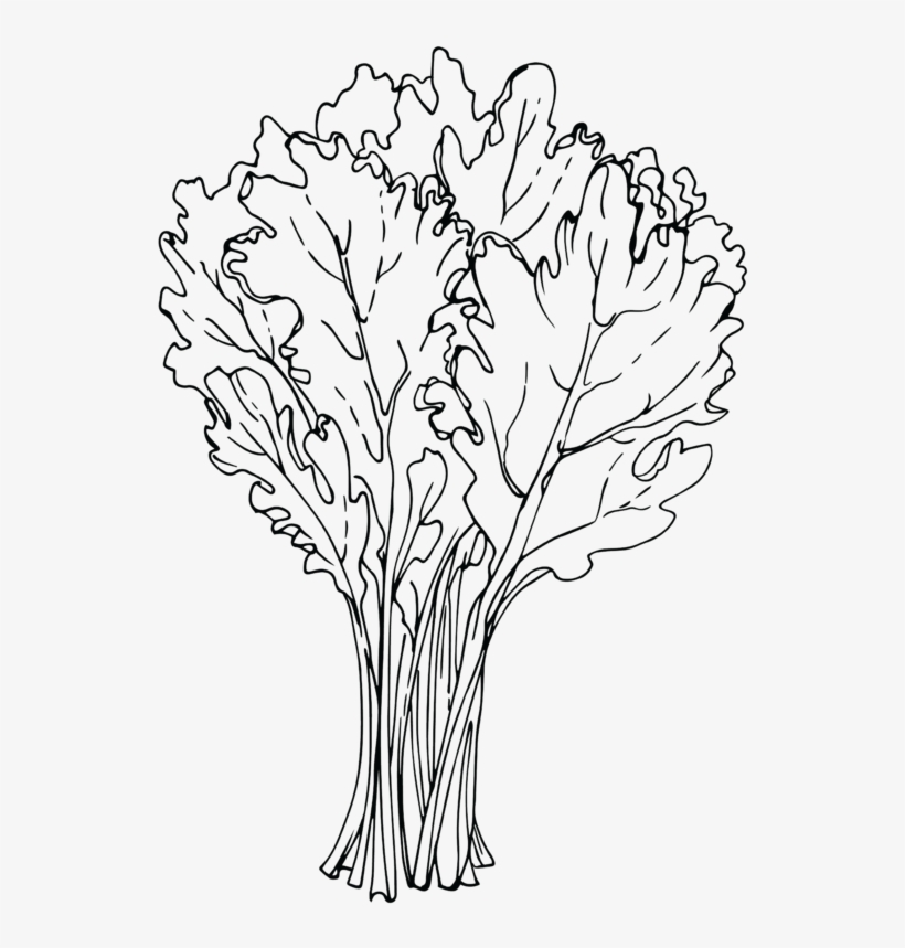 Download Kale Drawing | Transparent PNG Download | SeekPNG