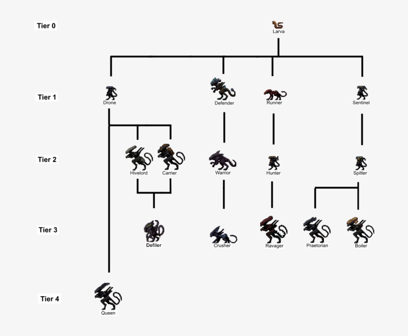 Download Xenomorph Evolution Diagram - Diagram | Transparent PNG ...