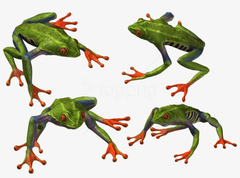 Free Png Download Frog Png Images Background Png Images - Frog PNG ...