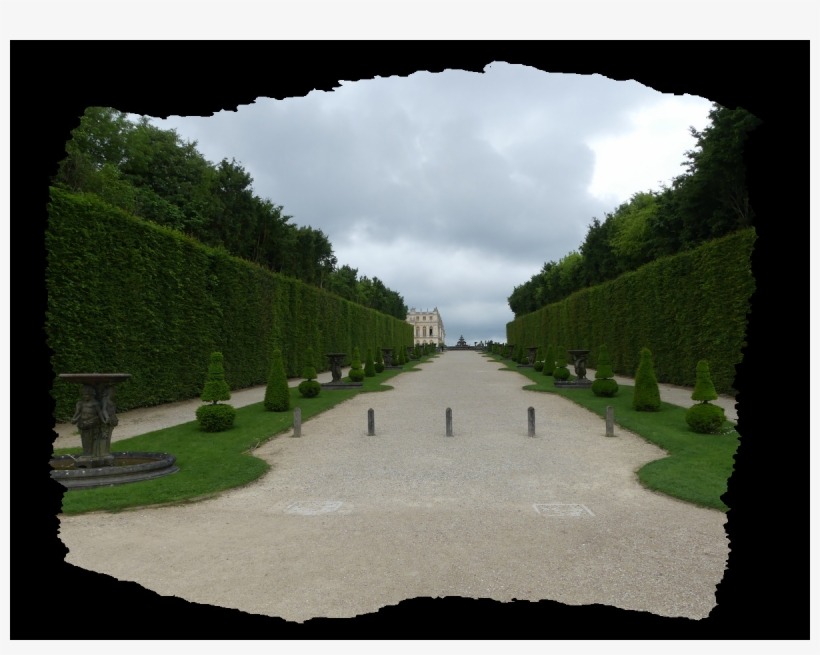 Spruce PNG Image | Transparent PNG Free Download on SeekPNG